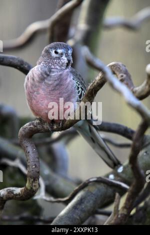 Bourke parrot 'Neopsephotus bourkii', pink mutation Stock Photo - Alamy
