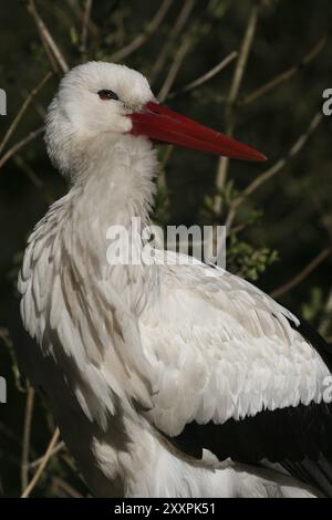 Direct look into the face of a wild white donkey in Aruba Stock Photo ...