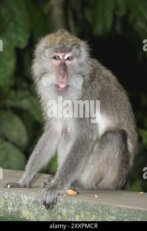 Makak auf Bali Stock Photo - Alamy