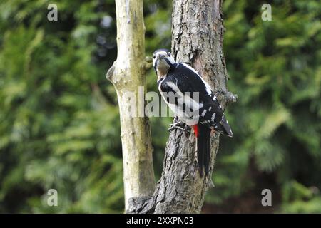 Dendrocopus major, (Picoides major Stock Photo - Alamy