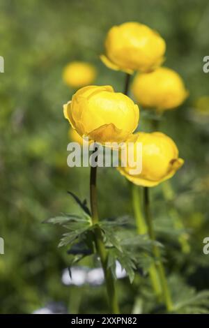 Troll flower (Trollius Europeaus) in the Alps Stock Photo - Alamy