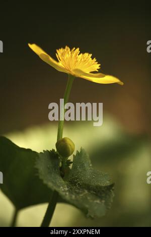 Yellow Marsh Marigold, or Giant Marsh Marigold Caltha palustris subsp ...