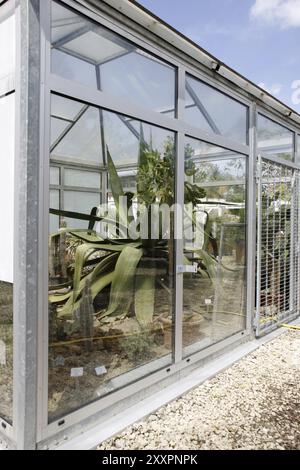 Agave longissima in a greenhouse Stock Photo - Alamy
