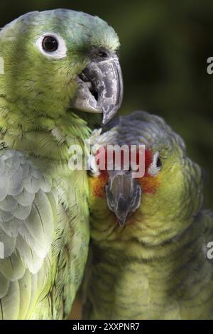 Yellow-cheeked amazon and blue-fronted amazon Stock Photo - Alamy