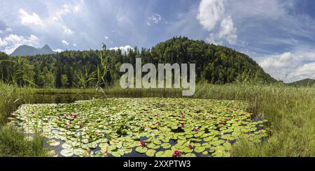 Water lilies (Nymphaea), Schwanseepark, near Fuessen, Ostallgaeu ...