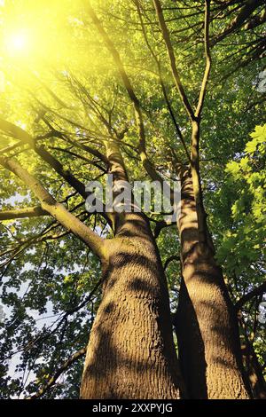 Bottom view of a Maple tree with sunlit autumn leaves. Abruzzo, Italy ...