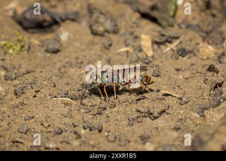 Oriental mortar, Oriental mortar wasp (Sceliphron curvatum Stock Photo ...