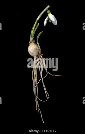 Complete single snowdrop with flower, leaves, roots and bulb cropped on ...