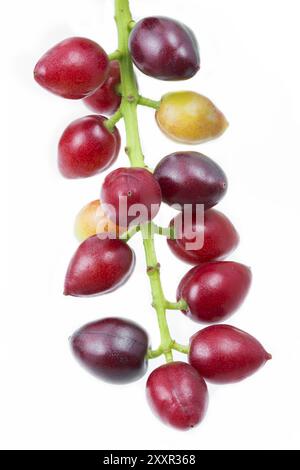 Cherry laurel (Prunus laurocerasus), fruits Stock Photo - Alamy