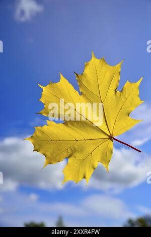 Detailed close-up of maple leaf in autumn Stock Photo - Alamy