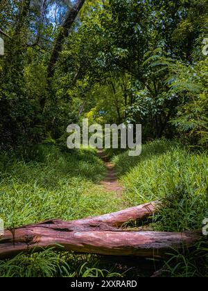 An overgrown forest scene, where thick vegetation, trees, and shrubs ...