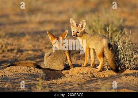 Cape foxes (Vulpes chama) in early morning light, Kalahari desert ...
