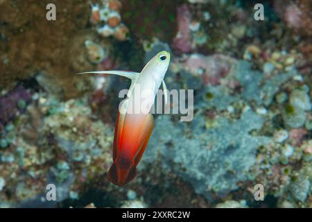 Fire Dart-fish swimming over corals Stock Photo - Alamy