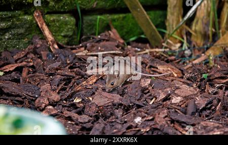 Wood mice foraging beneath the bird feeders Stock Photo - Alamy