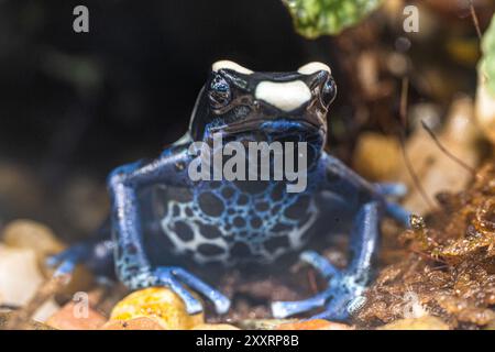 The most variably colored and largest species of frogs, Dendrobates ...