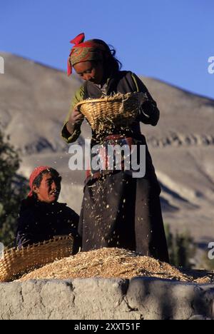 Woman threshing barley, Lo Manthang, Nepal Stock Photo - Alamy