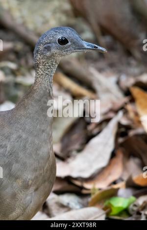 great tinamou (Tinamus major), sits on the ground in the rainforest ...