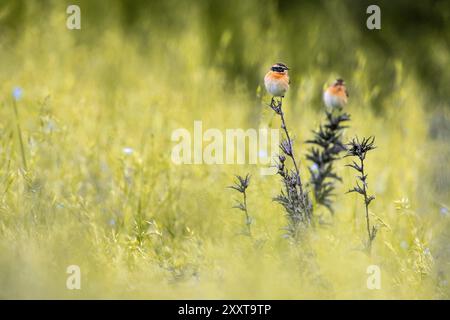 Lone adult male peers out over the gypsum sand dunes in White Sands ...