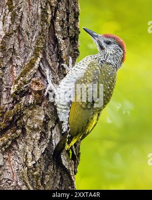 green woodpecker, European green woodpecker, yaffle, nickle (Picus ...