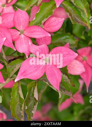 kousa dogwood, Japanese Dogwood (Cornus kousa 'Scarlet Fire', Cornus ...