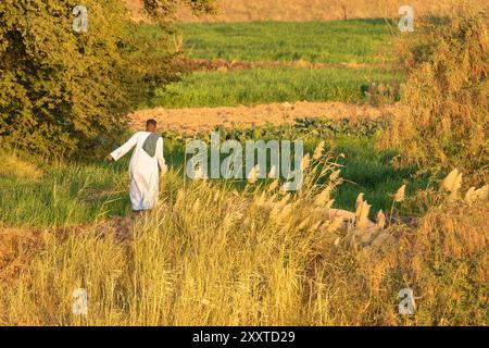A traditional Egyptian shepherd finds solace among his flock ...