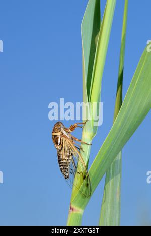 Scrub cicada (Diceroprocta marevagans) singing in the grass of coastal ...