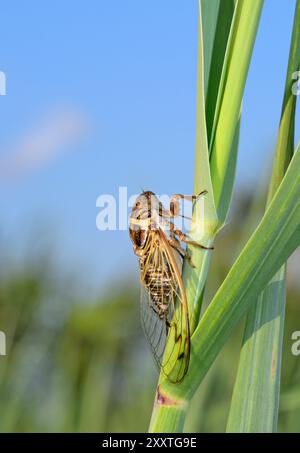 Scrub cicada (Diceroprocta marevagans) singing in the grass of coastal ...