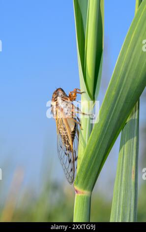 Scrub cicada (Diceroprocta marevagans) singing in the grass of coastal ...
