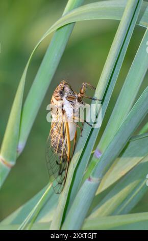 Scrub cicada (Diceroprocta marevagans) singing in the grass of coastal ...