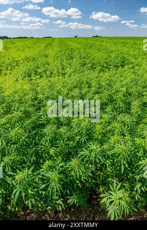 Hemp field: organic textile hemp cultivation, natural plant fiber for ...