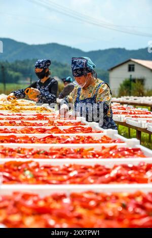 Yichun, China's Jiangxi Province. 26th Aug, 2015. A farmer loads ...