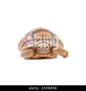 The sulkata newborn turtle isolated on white background Stock Photo - Alamy