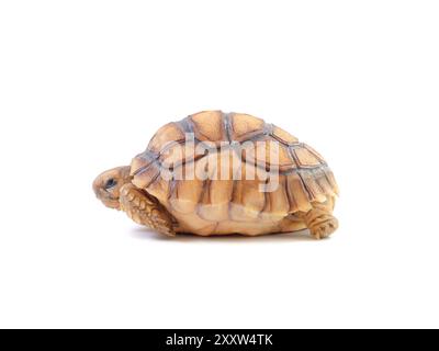 The sulkata newborn turtle isolated on white background Stock Photo - Alamy