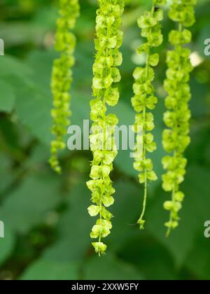 Plants and gardening Pterocarya fraxinifolia, Caucasian wingnut or ...