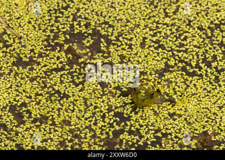 Bullfrog, Ankeny National Wildlife Refuge, Oregon Stock Photo - Alamy