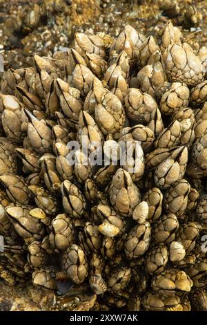 Gooseneck barnacles (Pollicipes polymerus), Roads End State Park ...