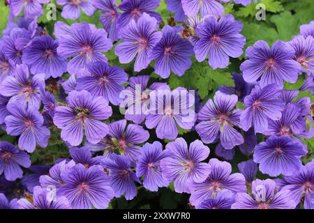 Purple cranesbill hybrid, Geranium x magnificum, Geranium ibericum ...