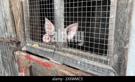 The piglet is in the barn behind the cage Stock Photo - Alamy
