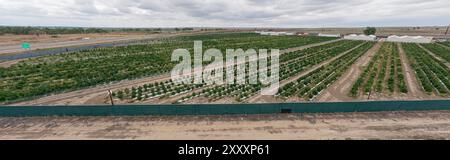 Avondale, Colorado - Cannabis growing at the Mammoth Farms facility ...