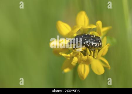 Weeping rose beetle on common hornwort. Oxythyrea funesta on a Lotus ...
