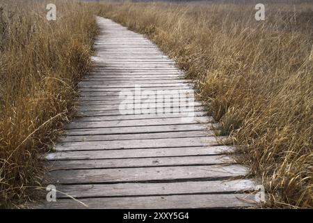 Plank path through the Hiller Moor Stock Photo - Alamy
