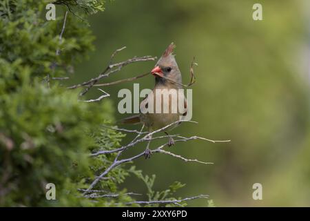 The female northern cardinal brings material for nest building Stock ...