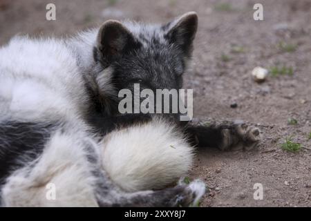 Arctic fox changing its fur Stock Photo - Alamy