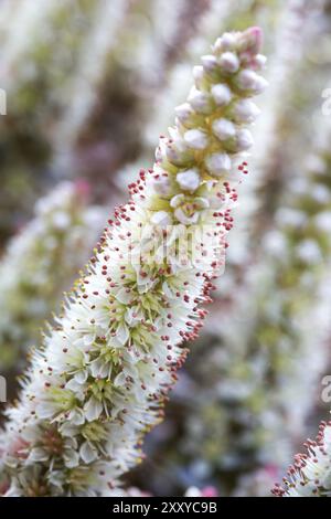 Chinese foolscap (Orostachys Iwarenge Stock Photo - Alamy