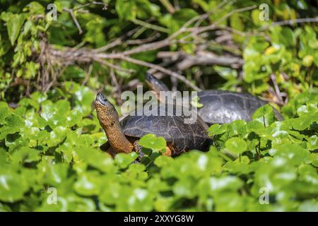 American tortoise (Rhinoclemmys funerea) among aquatic plants ...