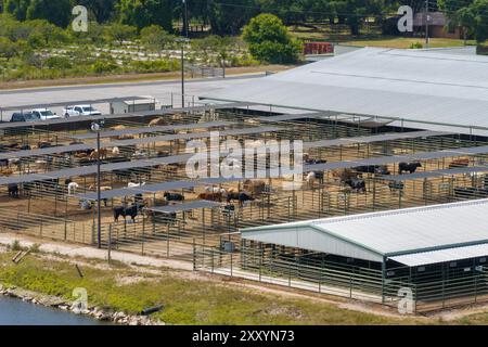Large stockyard with meat cows. Feeding of cattle on farm feedlot in ...