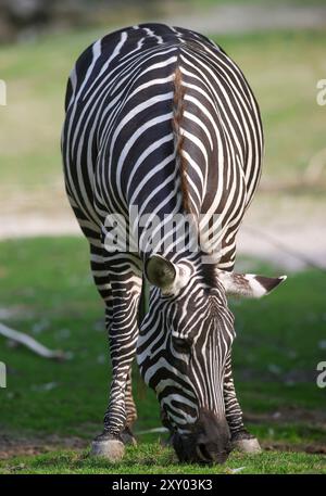 zoo adventure in germany Stock Photo - Alamy