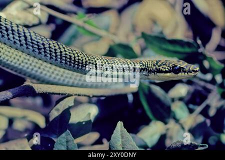 Chrysopelea, commonly known as the flying snake or gliding snake, is a ...