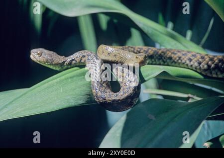 The checkered keelback, Fowlea piscator, also known commonly as the ...