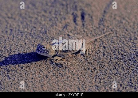 Arabian Toad-headed Agama (Phrynocephalus arabicus) is a species of ...